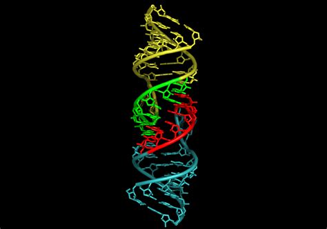Large RNA Motifs Kissing Loop