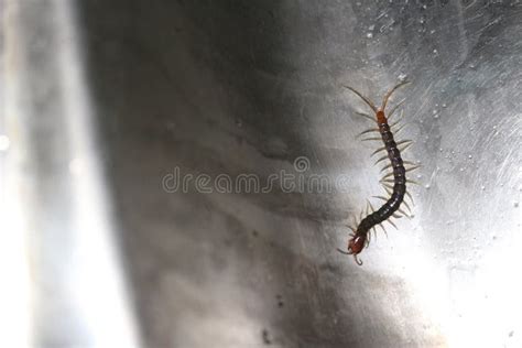 The Chinese Red Headed Centipede On The Floor Stock Image Image Of Attention Aggressive