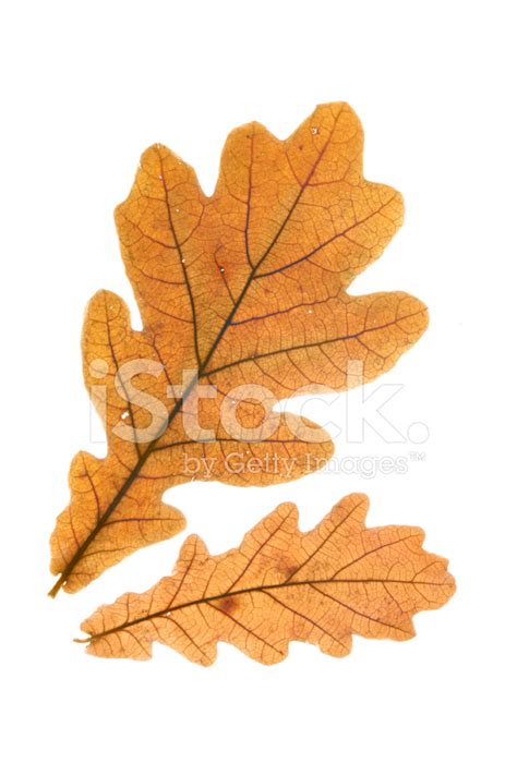 2 마른 떡갈나무 잎 스톡 사진 Freeimages