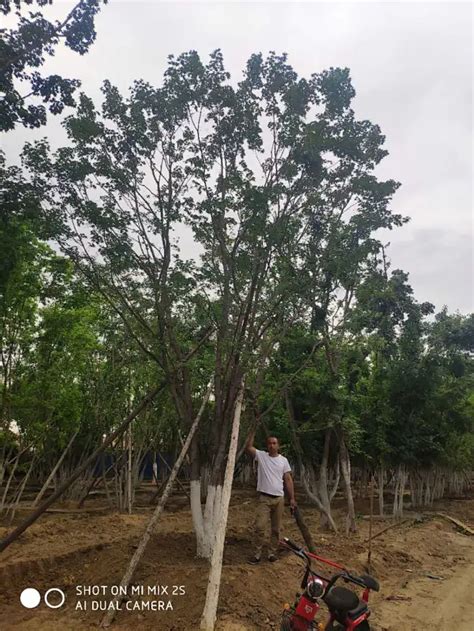 丛生五角枫 花瓣网