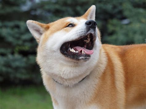 Akita Inu Fotografia Stock Immagine Di Cane Emozioni 30787412