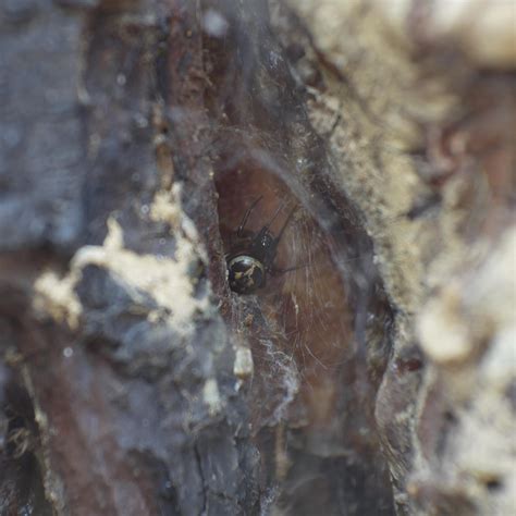 First Time Finding A Steatoda Nobilis In The Wild As Opposed To