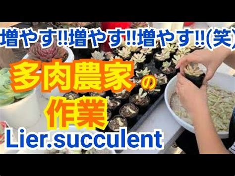 多肉植物多肉農家の作業 笑 増やす増やす増やす2020年11月13日 YouTube
