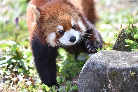 더쿠 푸릇푸릇한 야외방사장과 아주 잘 어울리는 붉은 털을 가진 서울대공원 레서판다 리안이 1살 시절