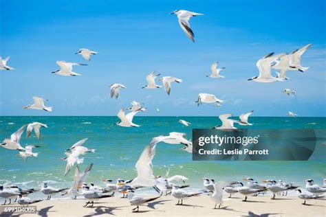 Flock Of Seagull Photos And Premium High Res Pictures Getty Images