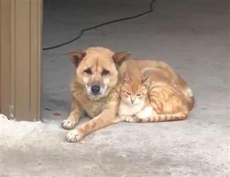 Mutations In Animals Chernobyl