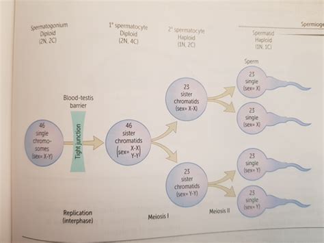 Reproductive Physiology Flashcards Quizlet