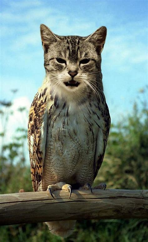 Meowl Steal A Brainrot Sound