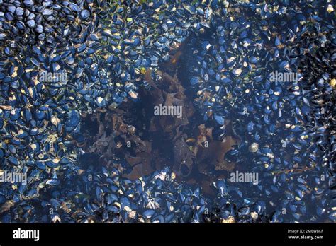 A Look At Life In New Zealand Abundant Seafood Edible Seaweeds And