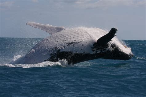 Whales Give Up Singing To Fight For Love Faculty Of Science
