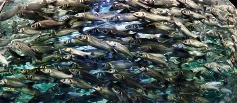 The Good News Puget Sound Herring Rainshadow Journal