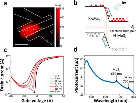 Photoresponse Of A Phototransistor Based On The Wse 2 −mos 2 Van Der
