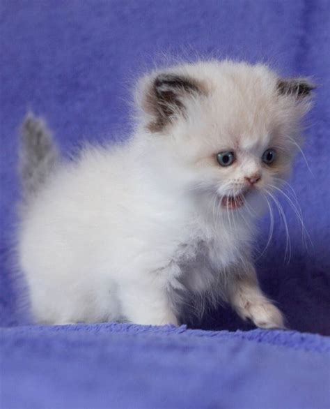 Cute Kittiesadorables Chatons Cute Animals Cats Kittens