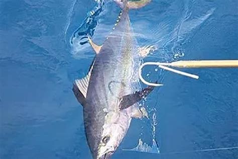 Bigeye Tuna Trips In Galapagos Islands Ecuagringo