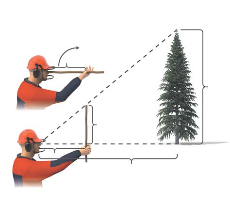 Measuring Tree Height Reach And Lean Husqvarna Chainsaw Academy