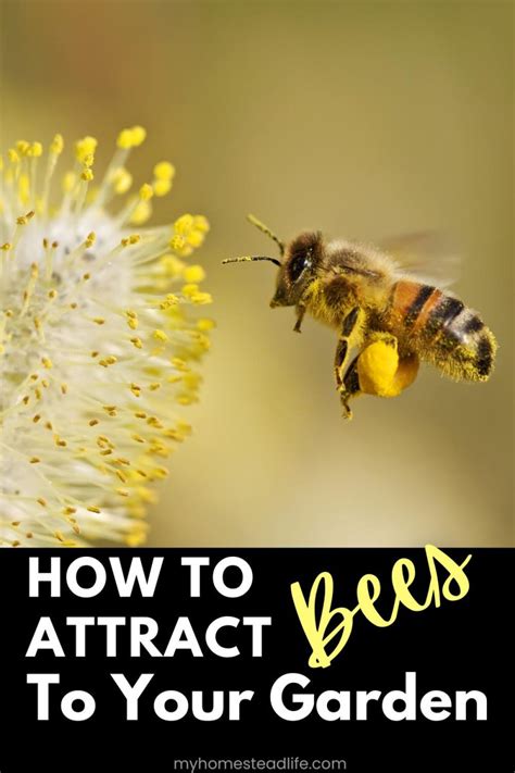 How To Attract Bees To Your Garden My Homestead Life
