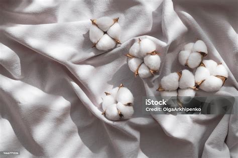 회색 패브릭 평면도 복사 공간에 아름 다운 목화 꽃입니다 천연 면직물 질감 섬세한 흰색 면화 꽃 플랫 누워 밝은 색 면 배경입니다 에코 섬유 직물 생산 0명에 대한 스톡