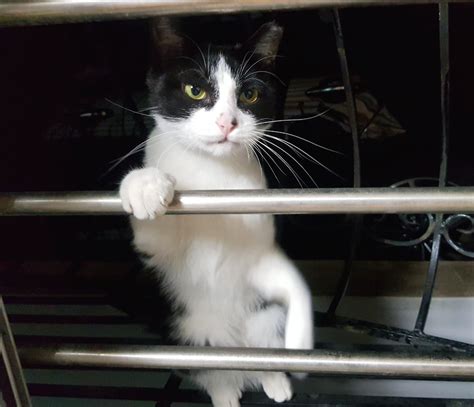 Raspberry Pi4 Access Point Setup Problem Solved