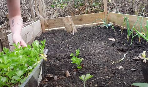 Celery Companion Plants Gardenprofy