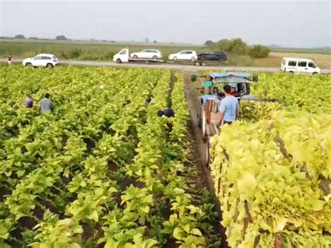 Berba Duvana U Vojvodini Mondo