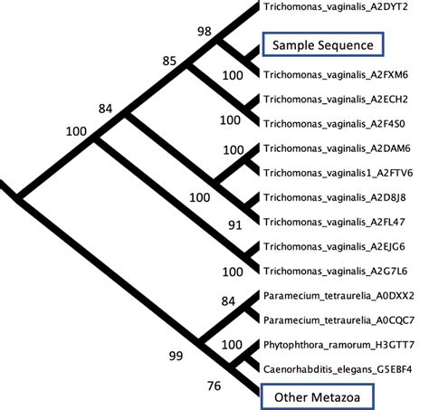 Phylogenetic Tree Depicting The Evolutionary Relationships Of A Sample