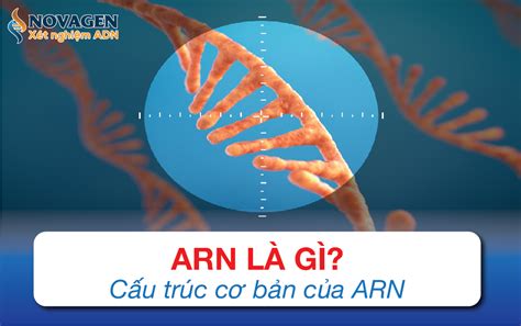 Arn Là Gì Cấu Trúc Chức Năng Của Arn