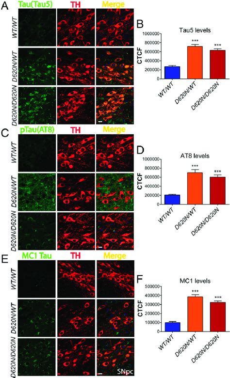 Tau Abnormalities In Nigral Dopaminergic Neurons Of D620n Vps35 Ki
