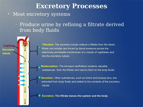 Osmoregulation And Excretion
