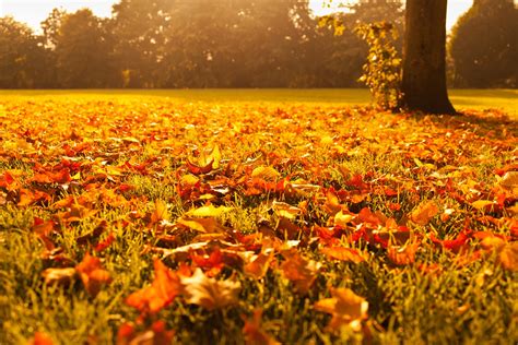 Kostenlose Foto Baum Natur Sonnenuntergang Feld Wiese