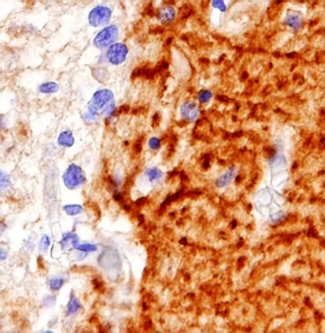 Human Neuroplastin Isoform 1 Antibody R D Systems 100μg Unlabeled