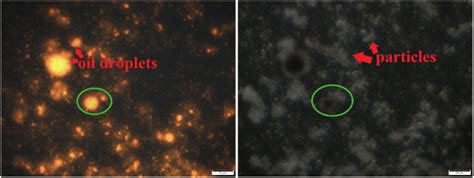 Fig A Images Taken Under UV Light Source Left And Visible Light Download Scientific