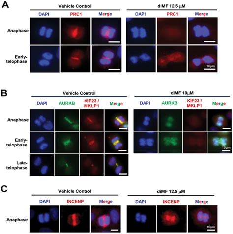 Characterization Of Mitotic Phenotypes Associated With A Myc Synthetic Lethal Compound