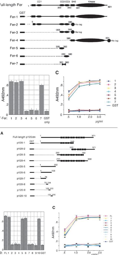 Figure 2 From Continuous Association Of Cadherin With β Catenin