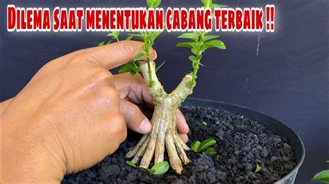 Membuat Bonsai Sancang Mame YouTube