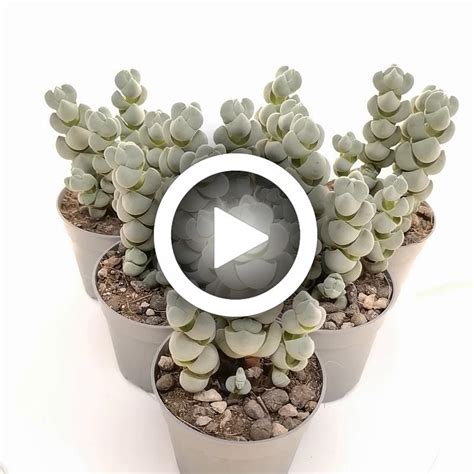 Crassula Plegmatoides 65 Cm Crassulaceae Giromagi Vendita Piante