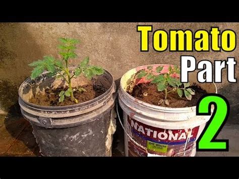 How To Grow Tomatoes From Seed Part Winter Season YouTube