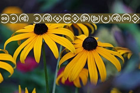 DLI LightScript Font FFonts Net