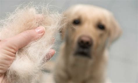 Pérdida de pelo en perros por qué sucede y cómo controlarlo