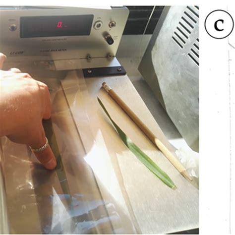 Data Collection Process For Building The Allometric Relationship Download Scientific Diagram
