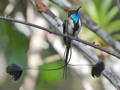 Marvelous Spatuletail Ebird