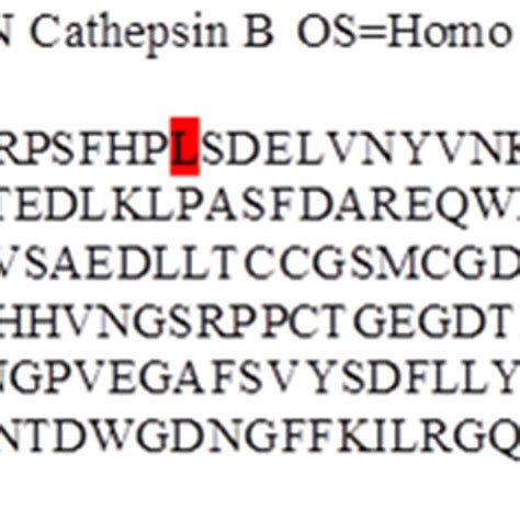 fasta alignment of procathepsin b protein retrieved from uniprot