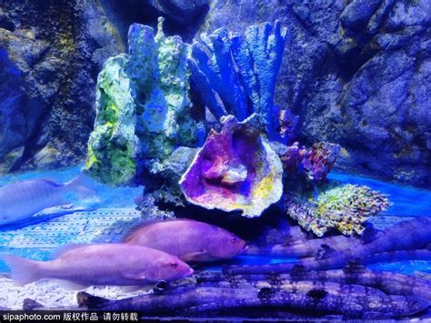 梦幻太平洋海底世界