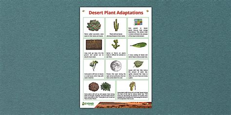 Desert Plant Adaptations Display Poster Beyond Science