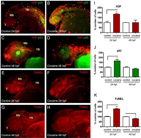 Analyses Of Proliferation And Apoptosis In Whole Mount Embryos By Ihc
