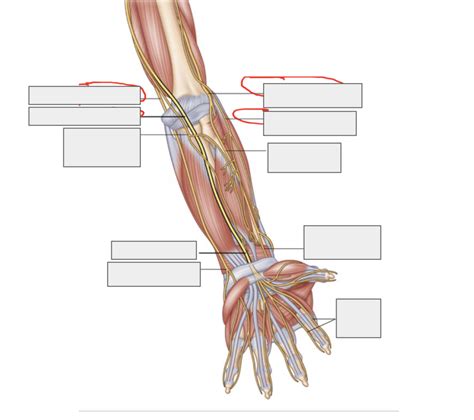 Cervical And Brachial Plexus 5 Diagram Quizlet