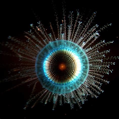 Sutherland Lab On Twitter We Fractioned The Mocness Plankton Samples