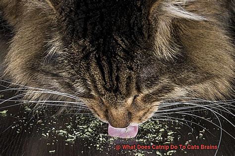 What Does Catnip Do To Cats Brains Cats Org