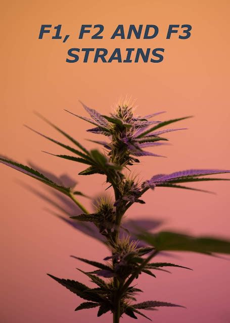 What S The Difference Between F1 F2 And F3 Weed Strain Seeds