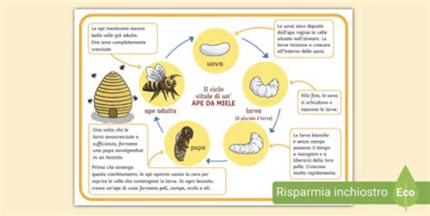 Differenza Tra Api E Vespe Twinkl