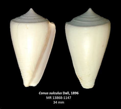 Conus Sulculus Gastropods The Fossil Forum